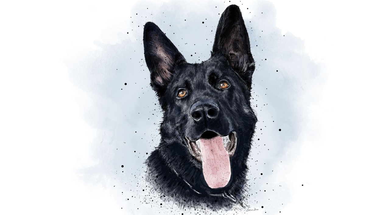 Je vais réaliserer un portrait aquarelle de votre animal, fait main, à ...