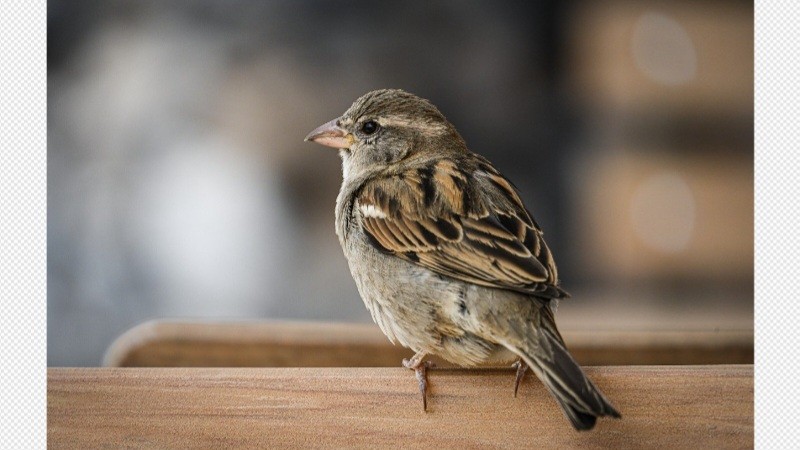 Je vais faire la rédaction de texte avec orthographe sans faute ...